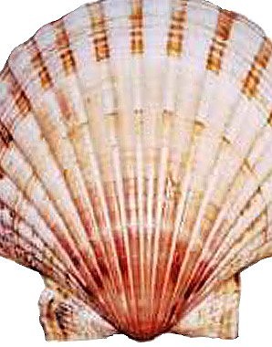 A scallop or: A shell makes for a good pilgrimage | Die Welt der Habsburger